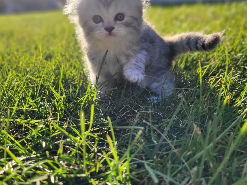 Шотландские котята