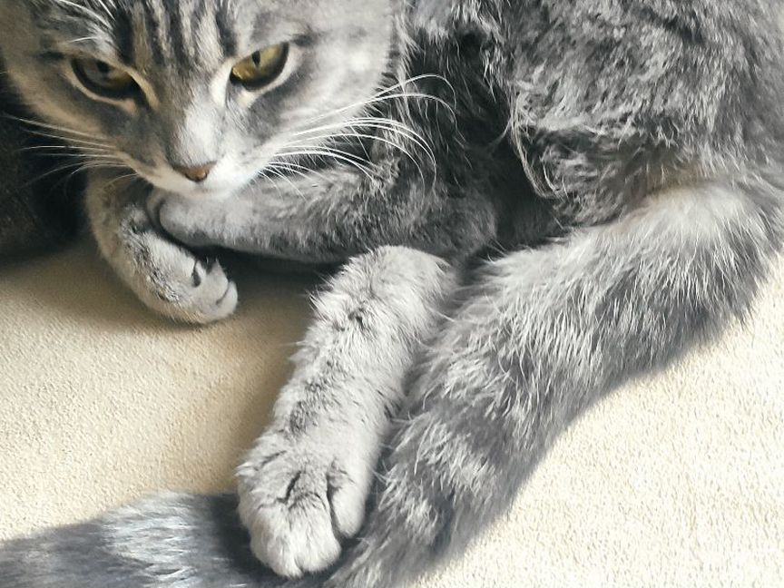 Британская кошка бесплатно