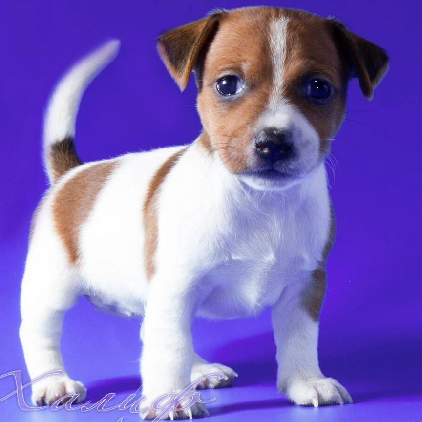 Щенки джек рассел терьер