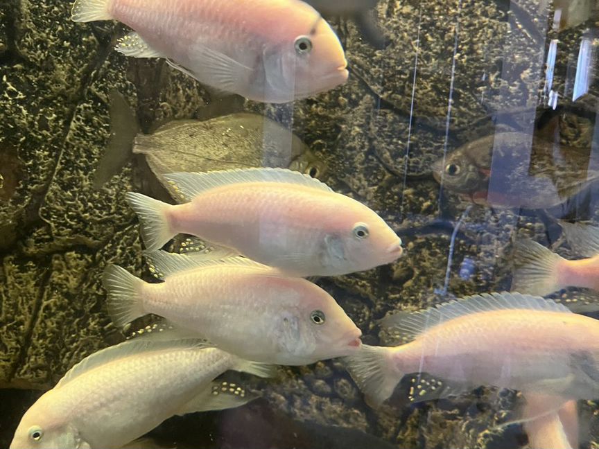 Цихлиды, очень большие