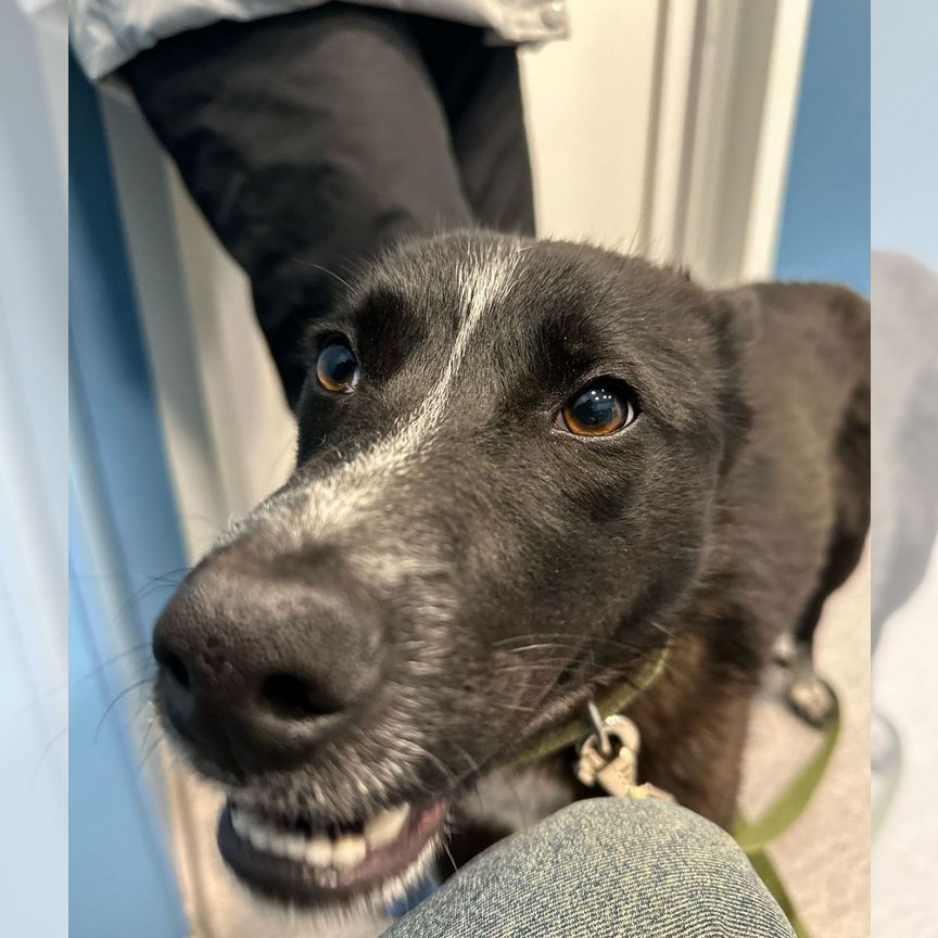 Собака отдается в добрые руки