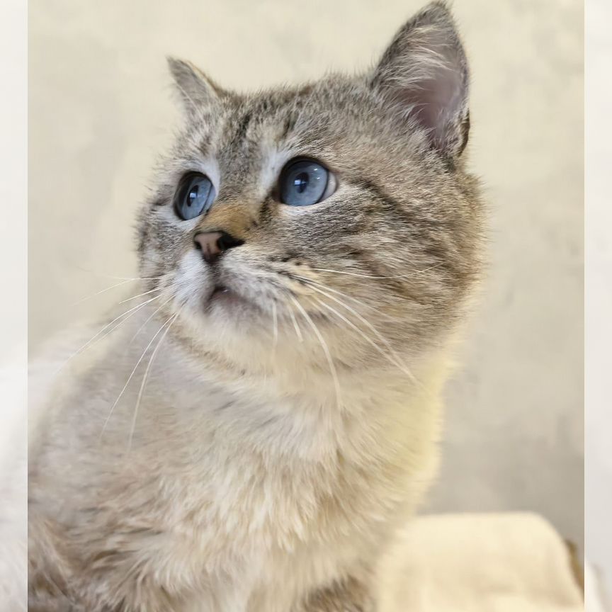 Взрослый кот в добрые руки