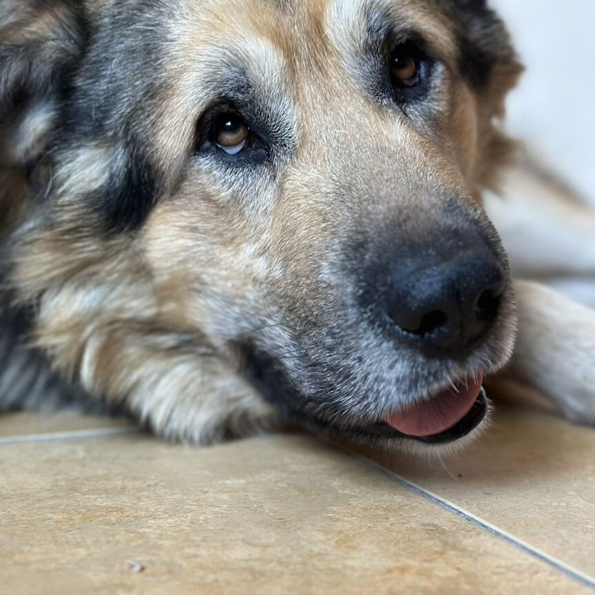 Преданый Ирхан ищет дом