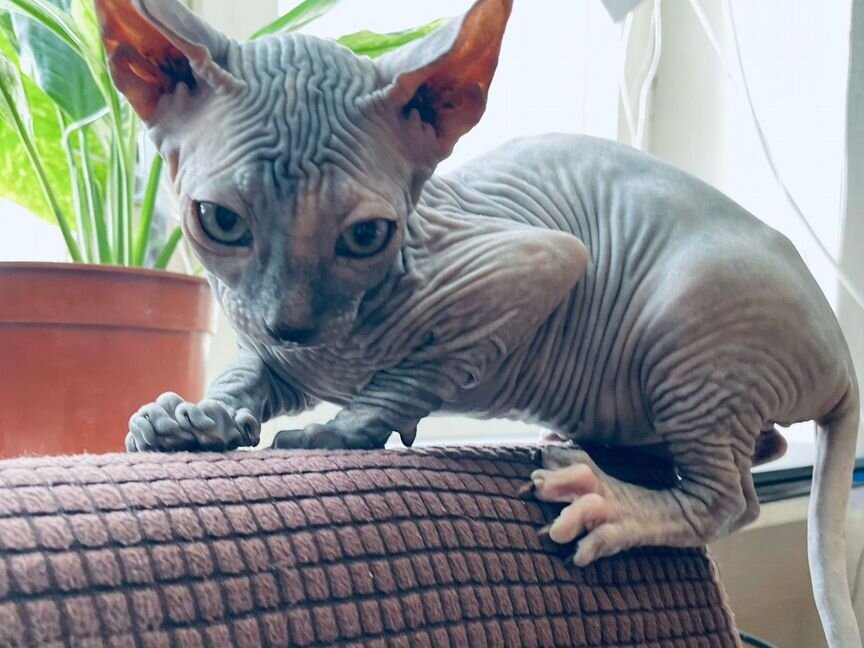 Котята сфинкс эльф