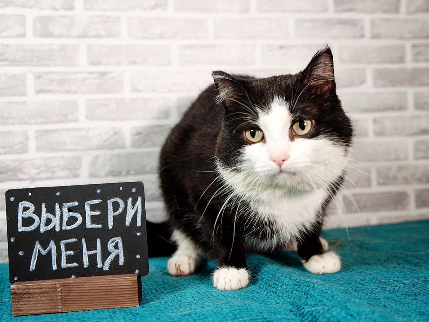 Ласковый кот Вилли хочет быть домашним