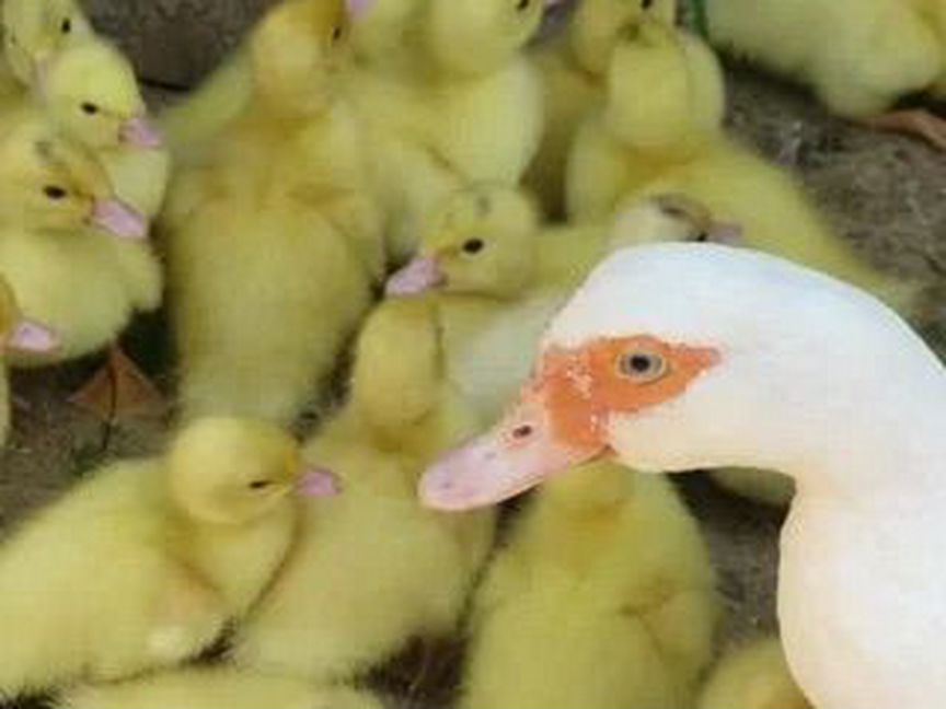 Утята индоутки