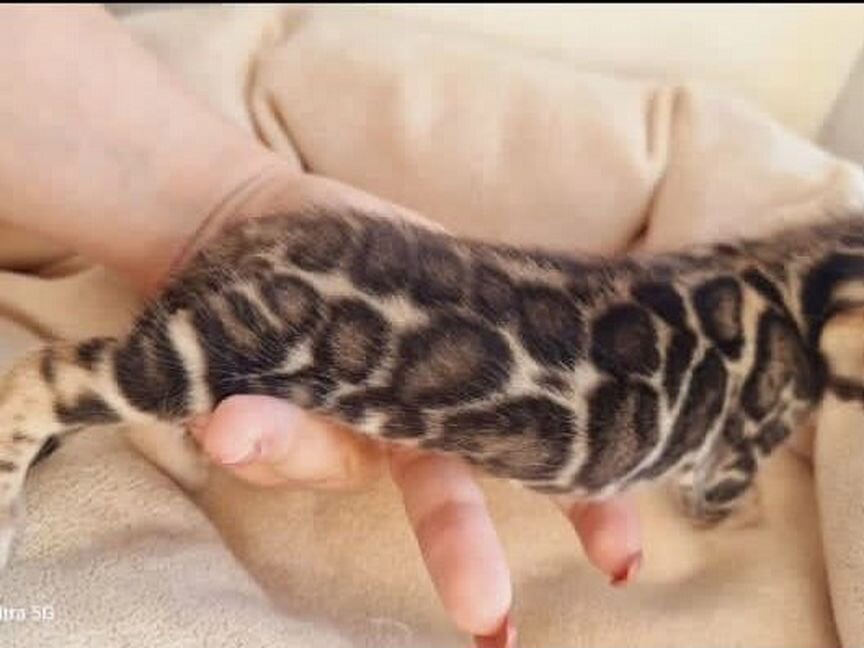 Бенгальские котята и кошки