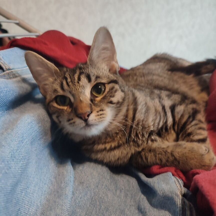 Европейский короткошёрстный котёнок