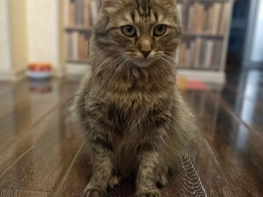 Девочка стерилизована 8 мес