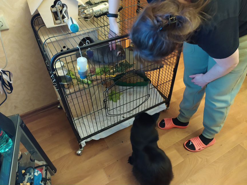 Клетка для шиншиллы