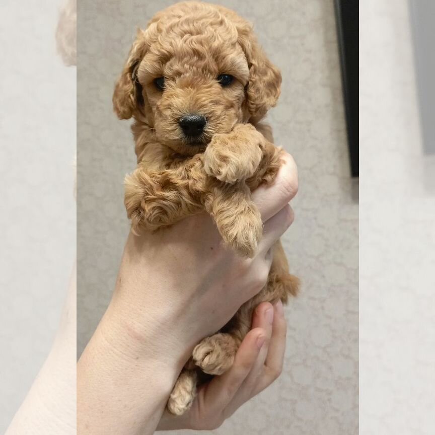 Той-пудель, щенок