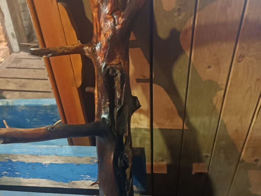 Коряга в аквариум(яблоня)