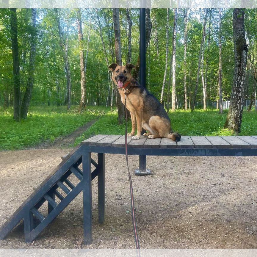 Взрослая собака в добрые руки