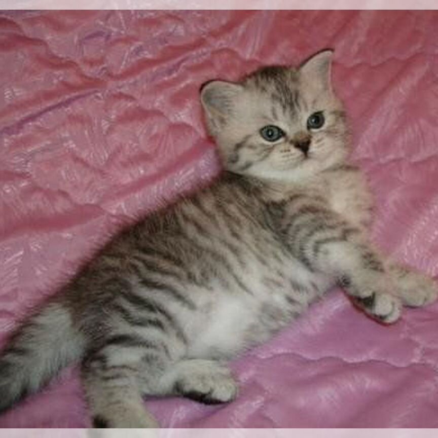 Шотландская принцесса