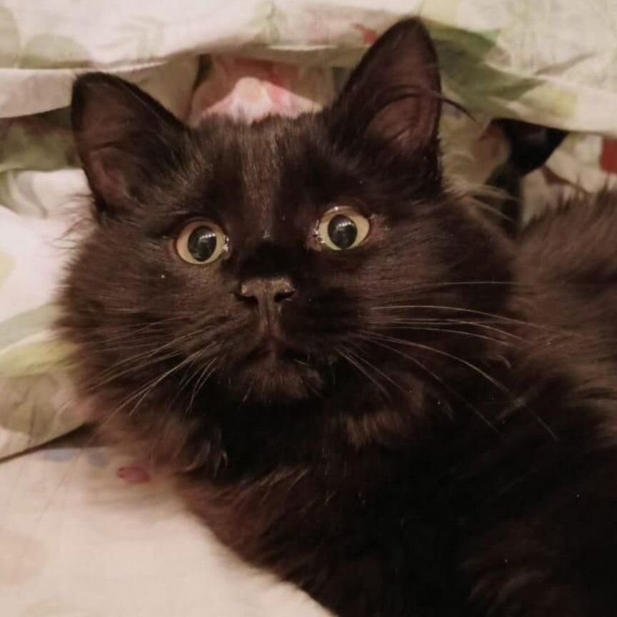 Котенок в добрые руки