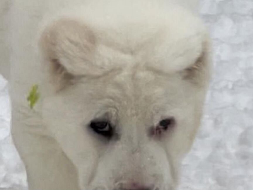 Новогодний подарок Белый алабай девочка
