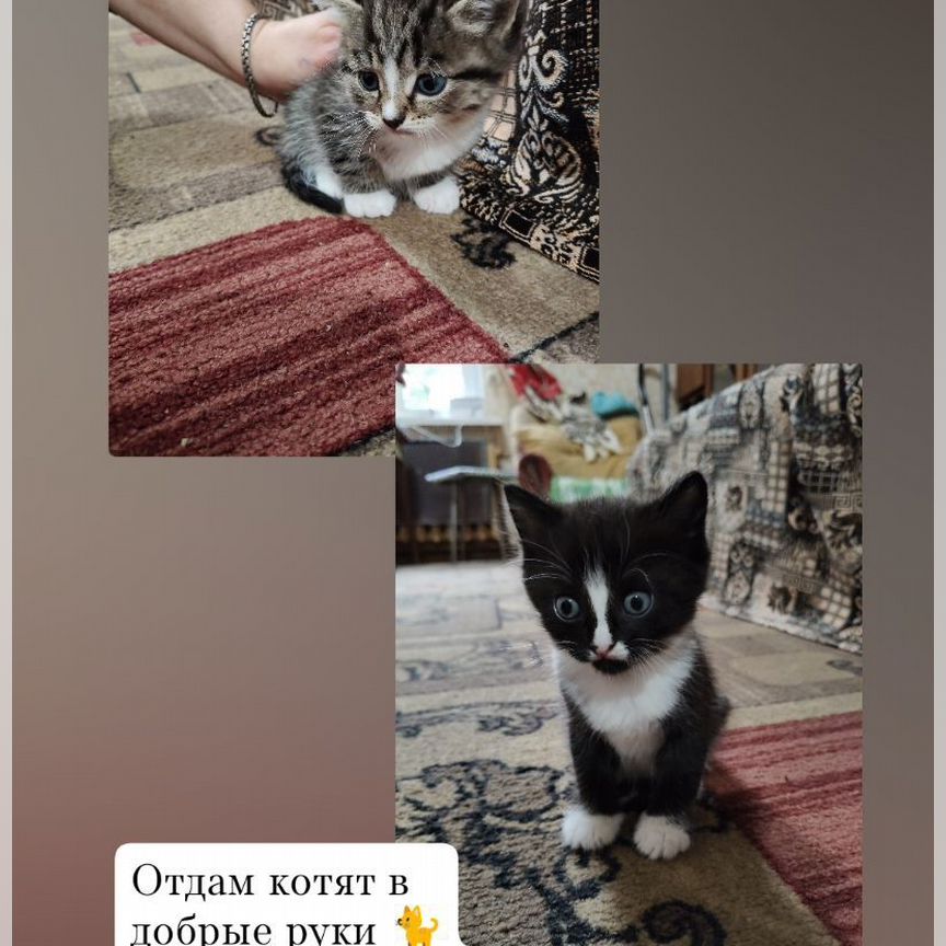 Отдам котят в добрые руки
