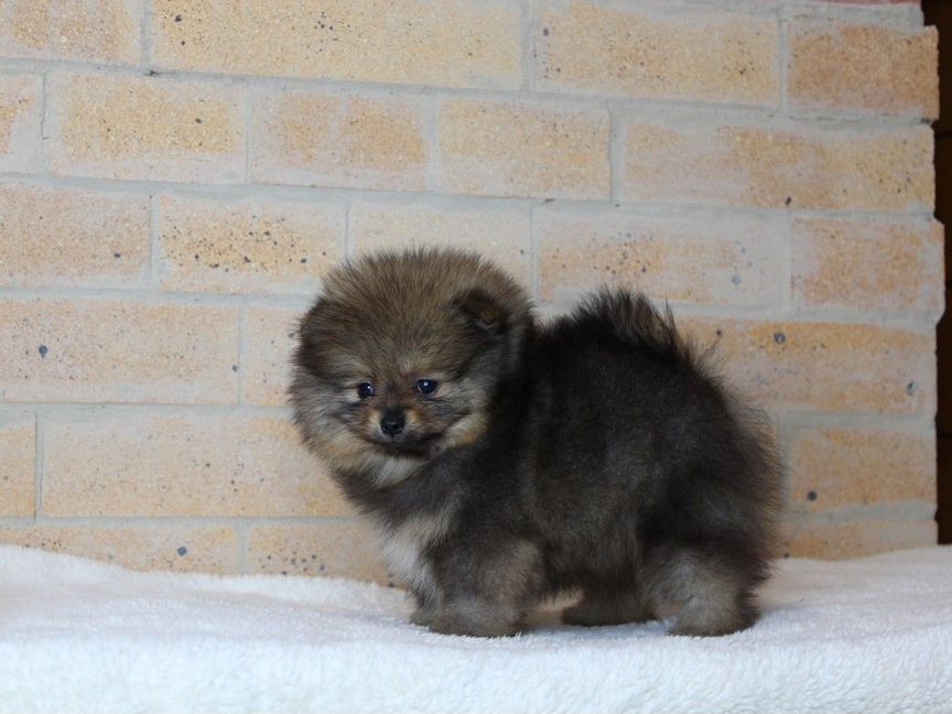 Померанский шпиц
