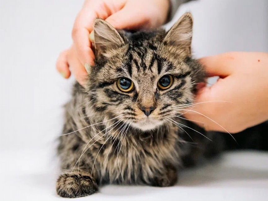 Норвежская лесная кошка из приюта бесплатно