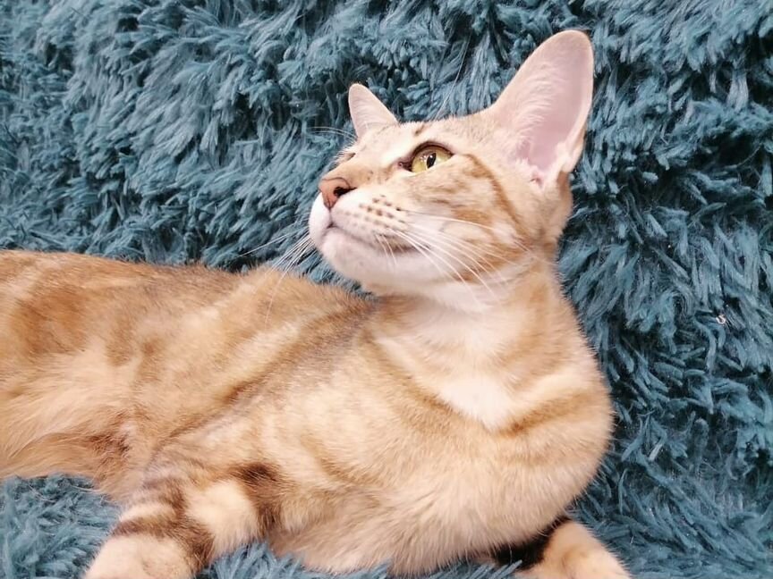 Ориентальная кошечка