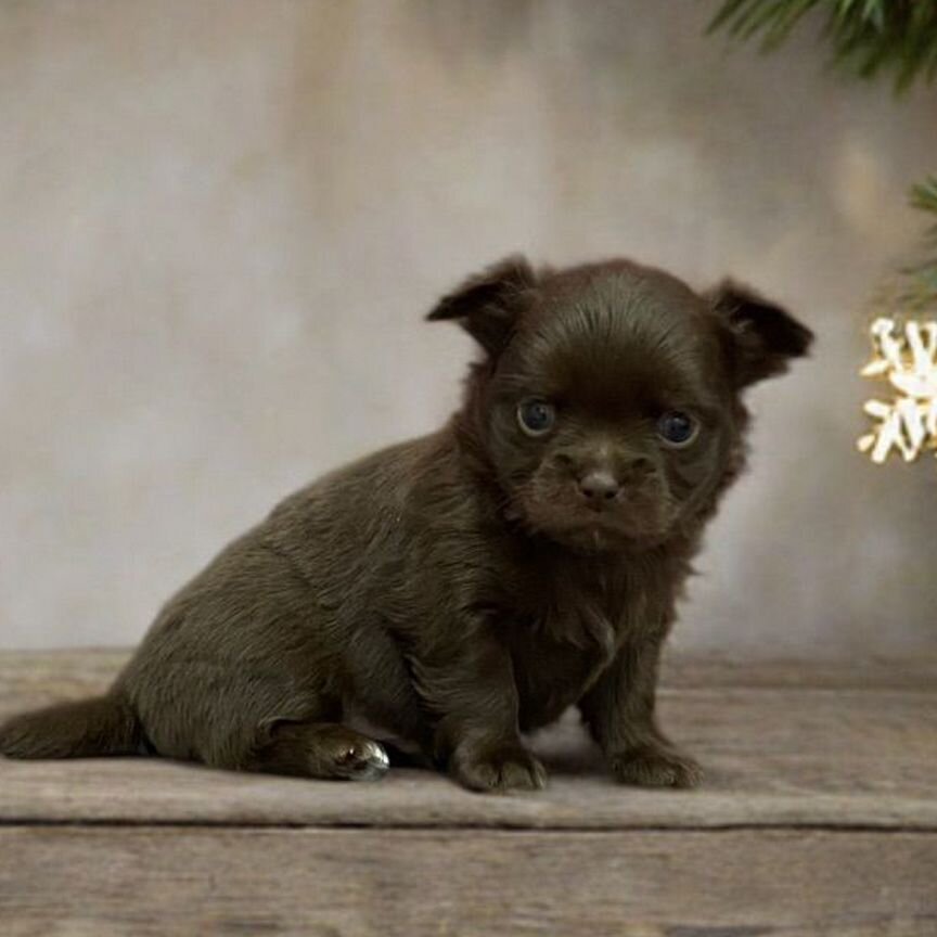 Чихуахуа коричневый мальчик