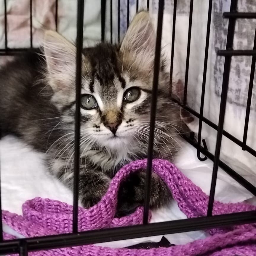 Василиса ищет дом