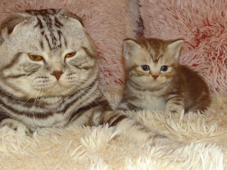 Кот приглашает кошечек на свидание