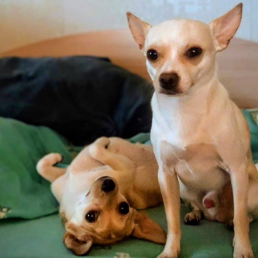 Чихуахуа, щенок