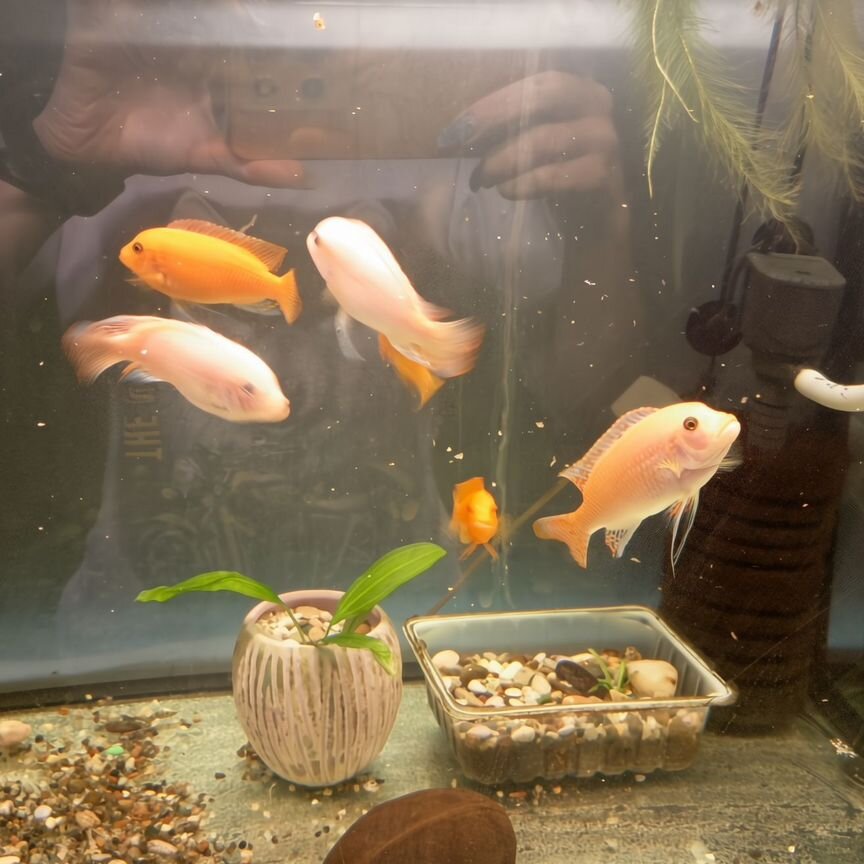 Еллоу, красная зебра