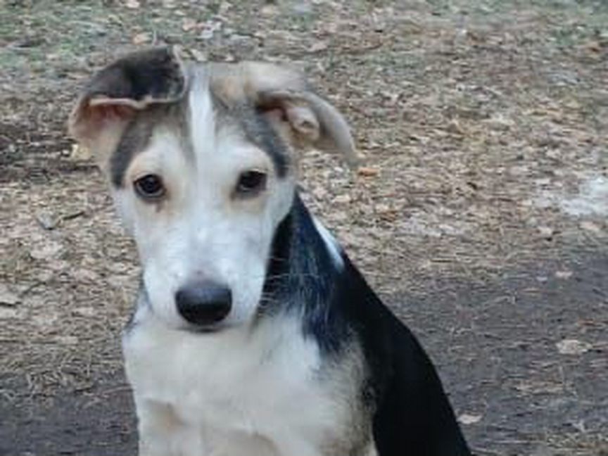 Кобель 2 –3 месяца, ищет хозяина