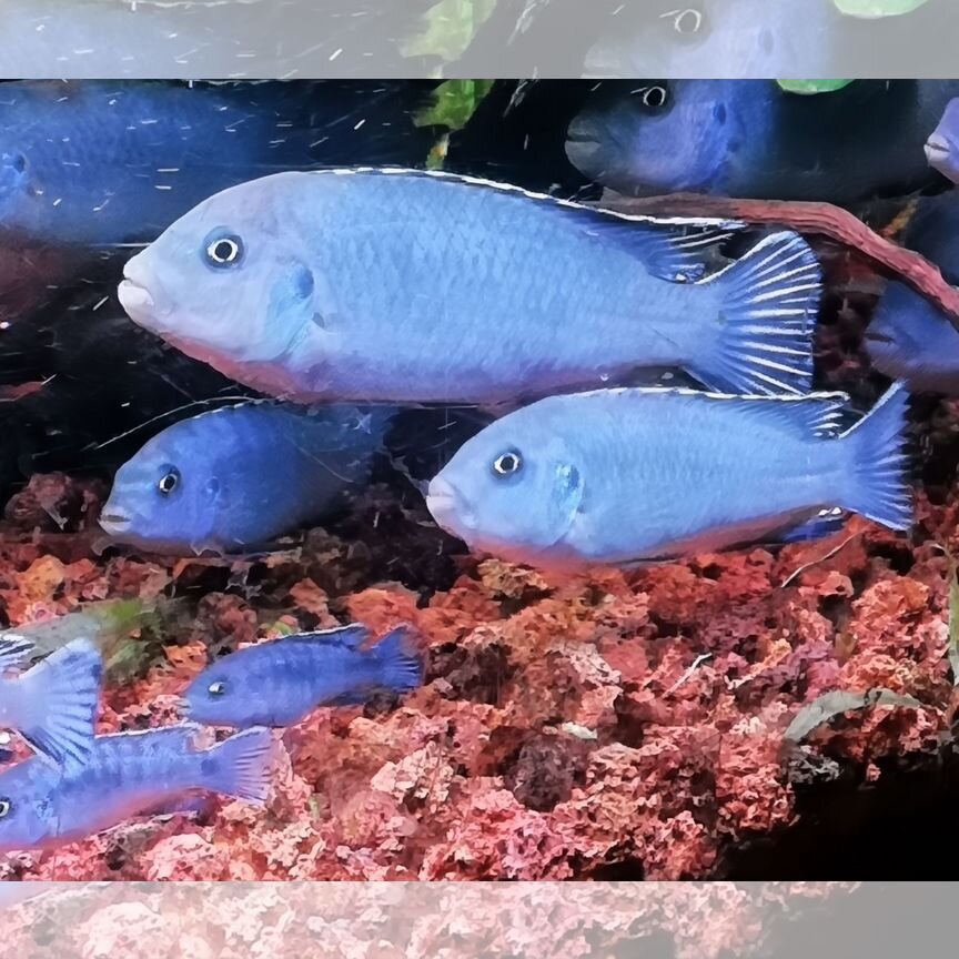 Псевдотрофеус зебра голубая