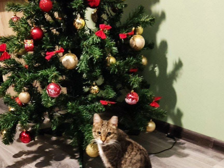 Кошечка