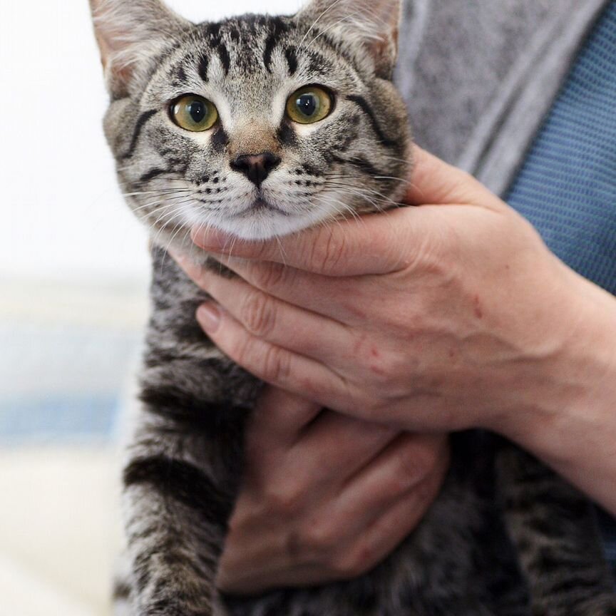 Котенок Руна ищет дом