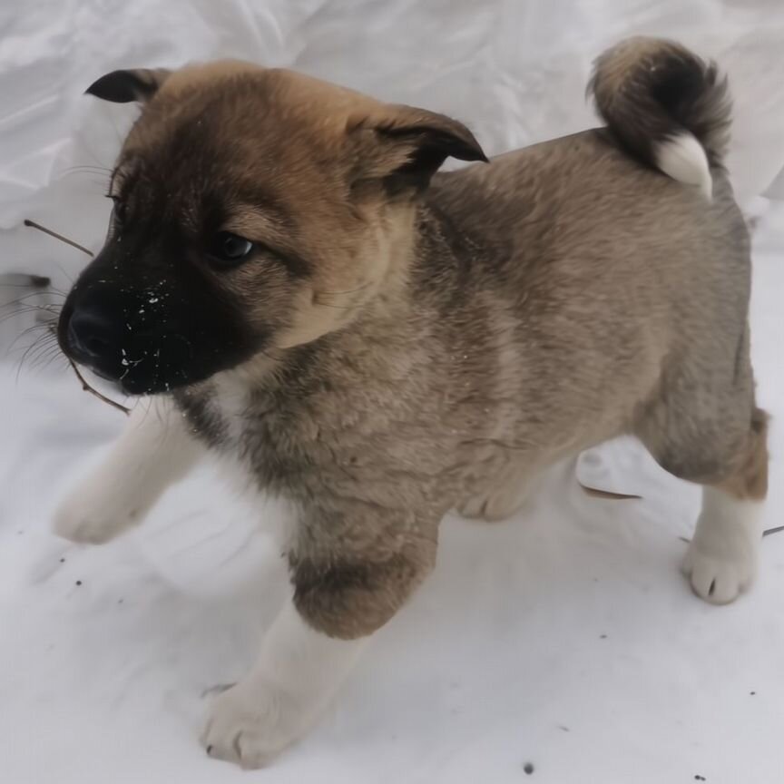 Западносибирская лайка, щенок