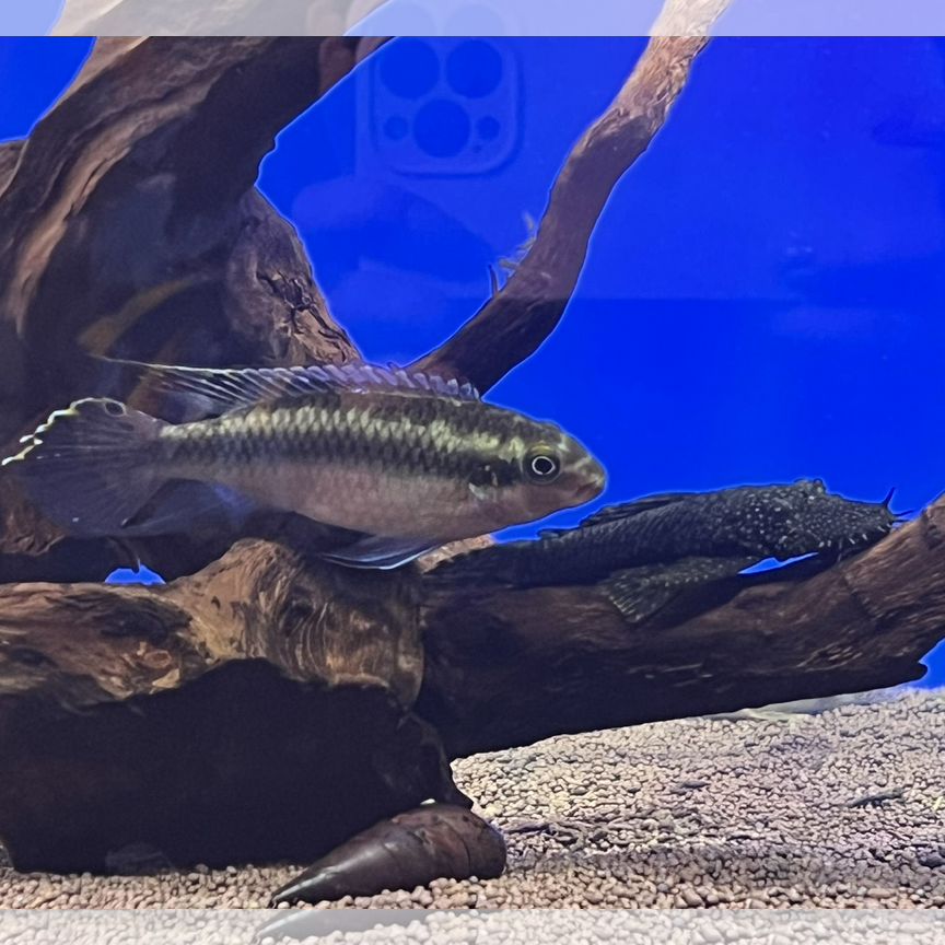 Пельвикахромис