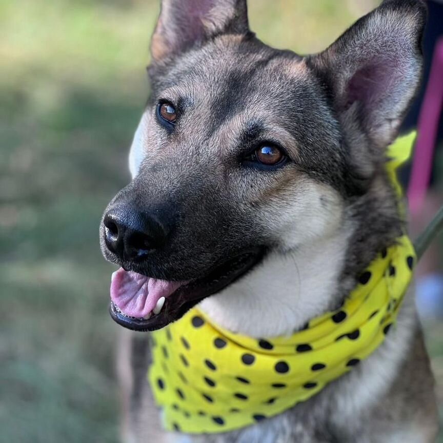 В добрые руки собака