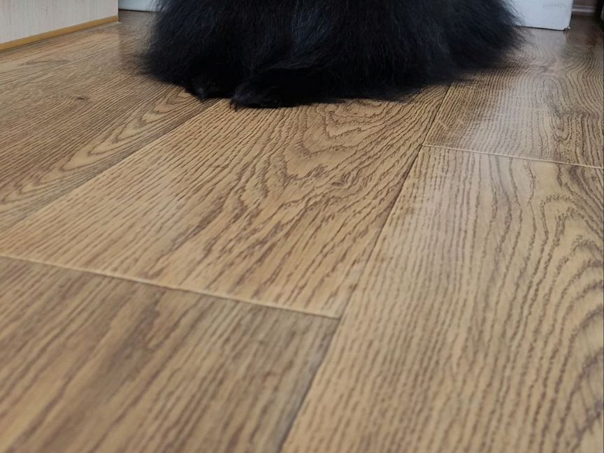 Померанский шпиц девочка