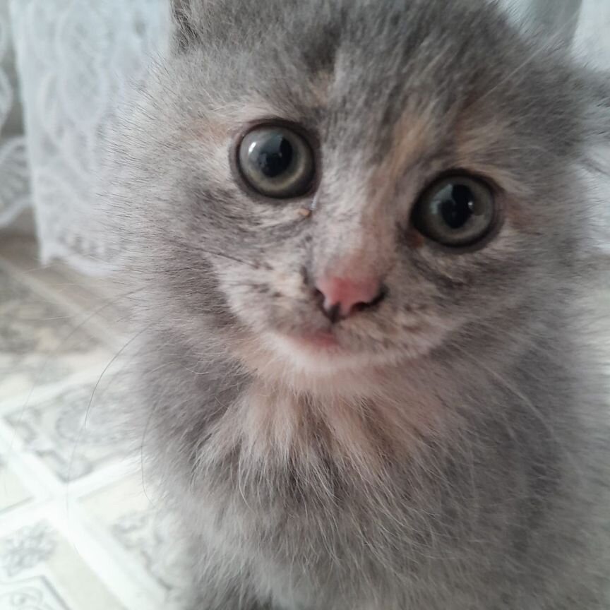 Котята в добрые руки бесплатно