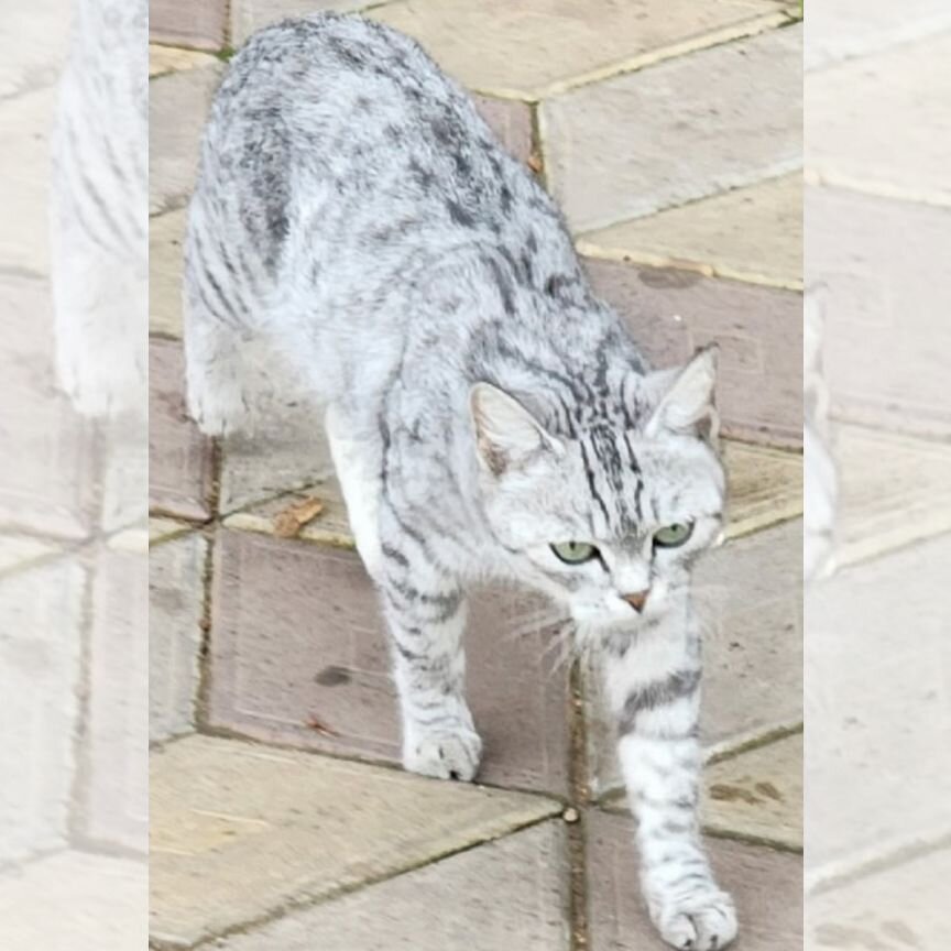 Кошка
