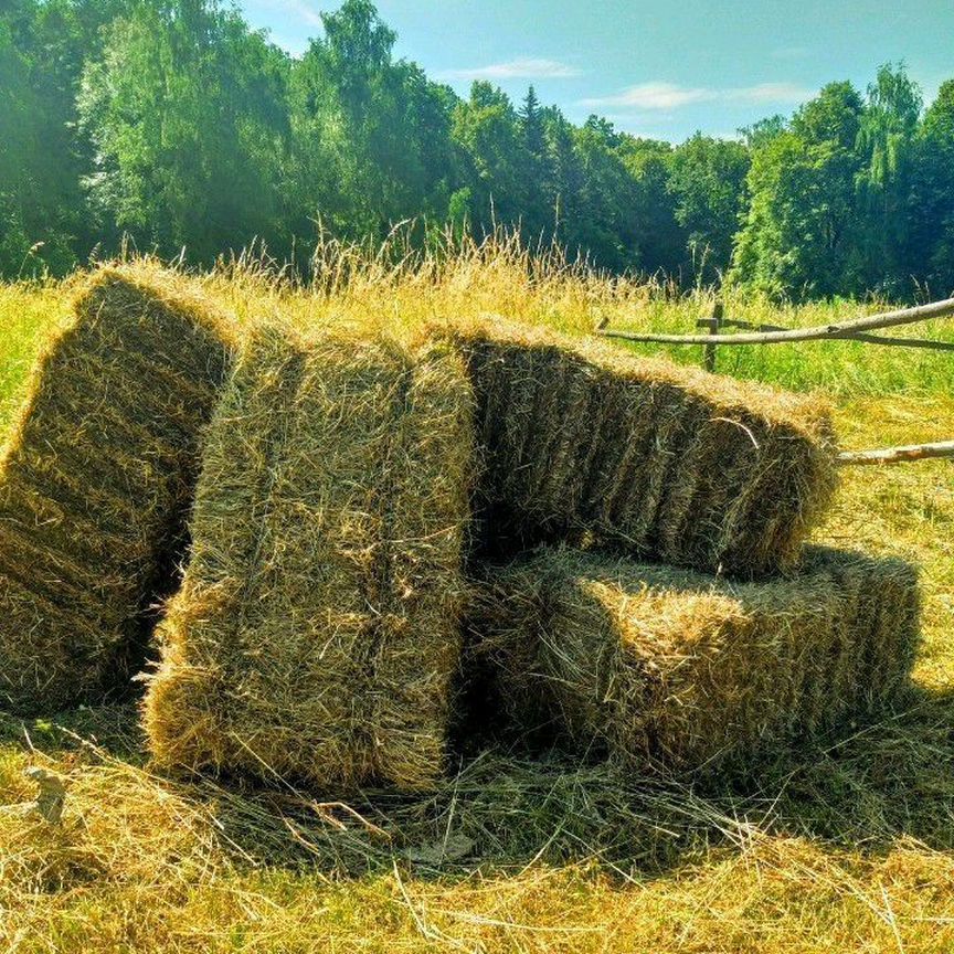 Сено в квадратных тюках