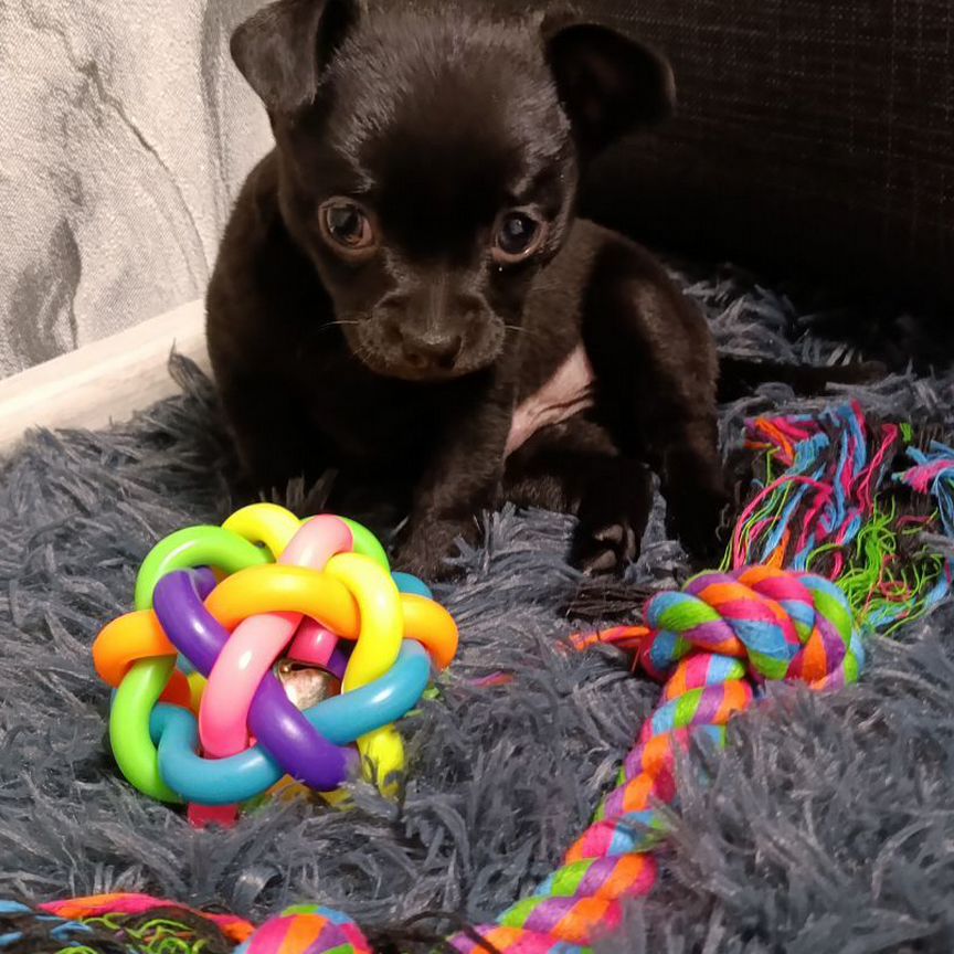 Чихуахуа, щенок