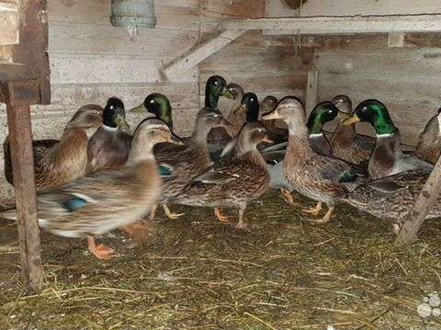 Подсадные утки