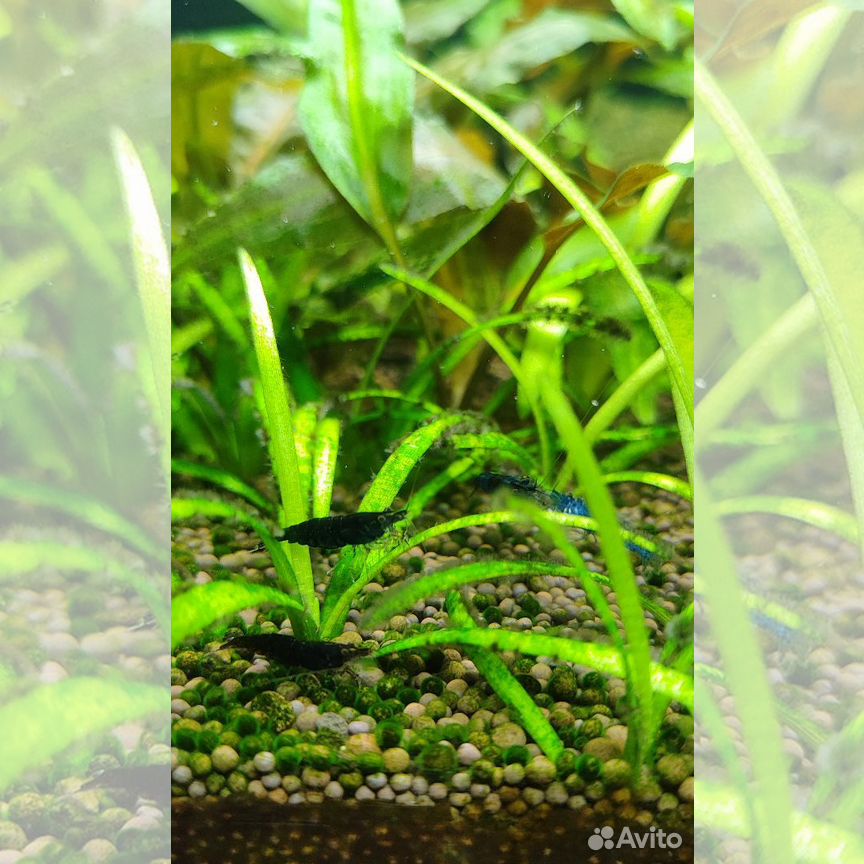 Аквариумные рыбки