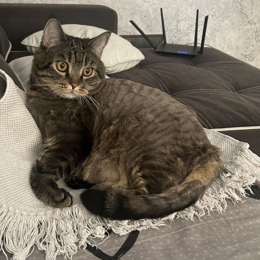 Взрослый кот в добрые руки