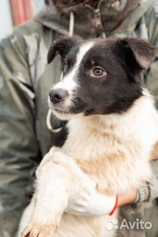 Мальчик- подросток из отлова ждёт семью