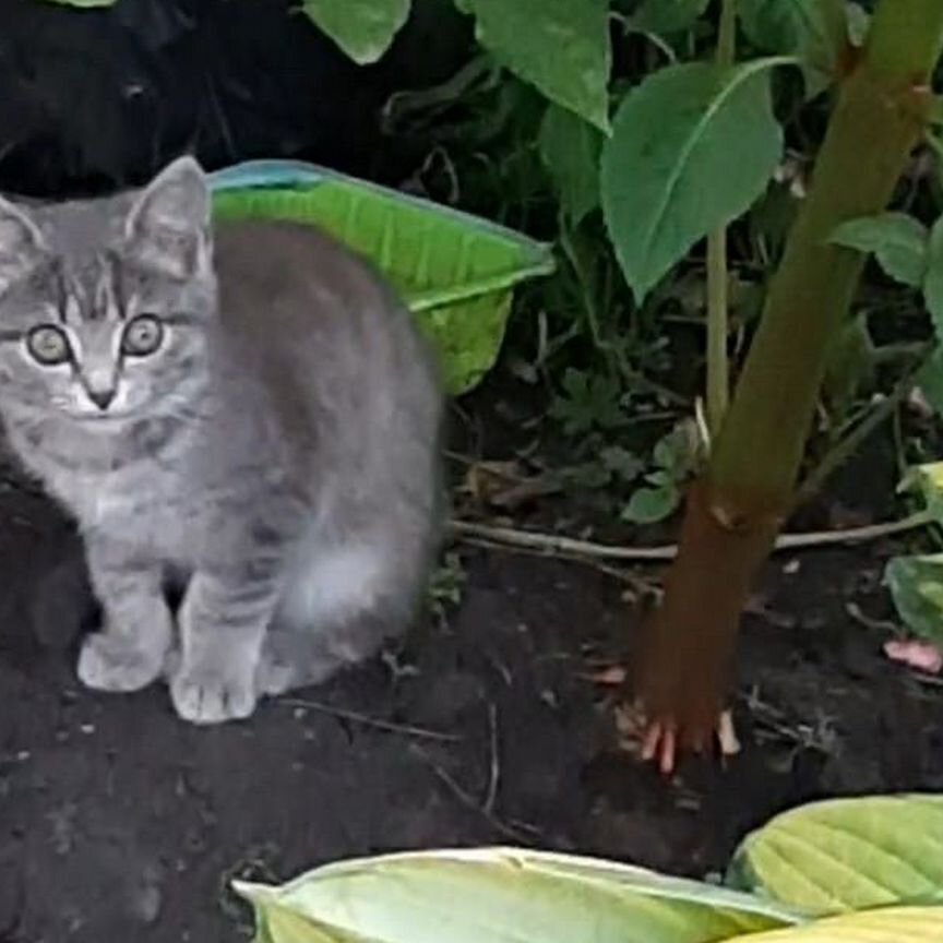 Котята в добрые руки бесплатно