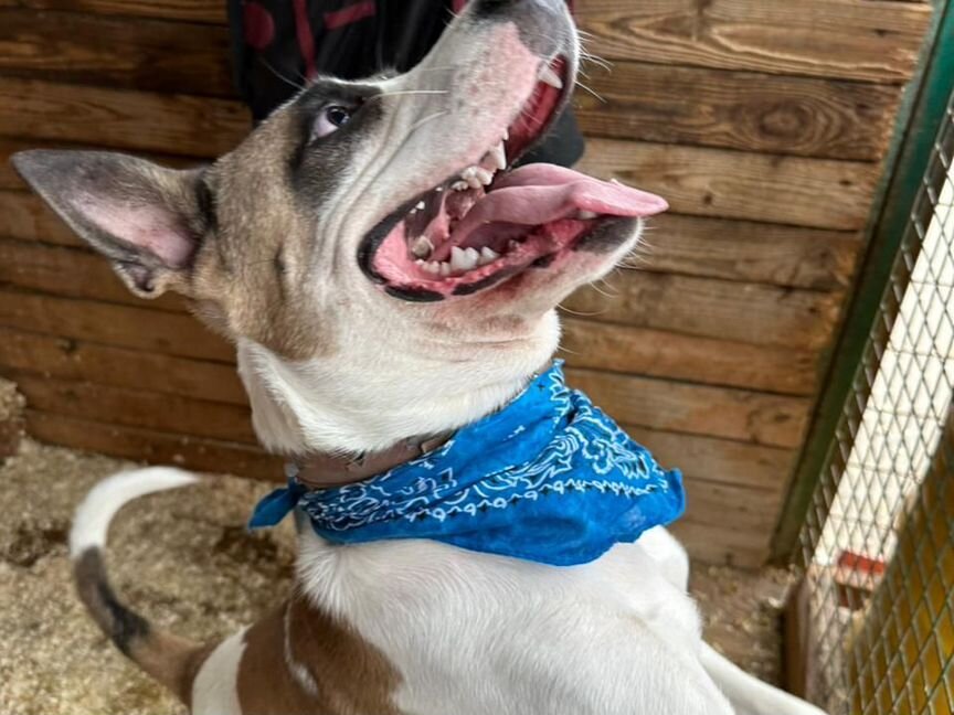 Пёс ищет дом