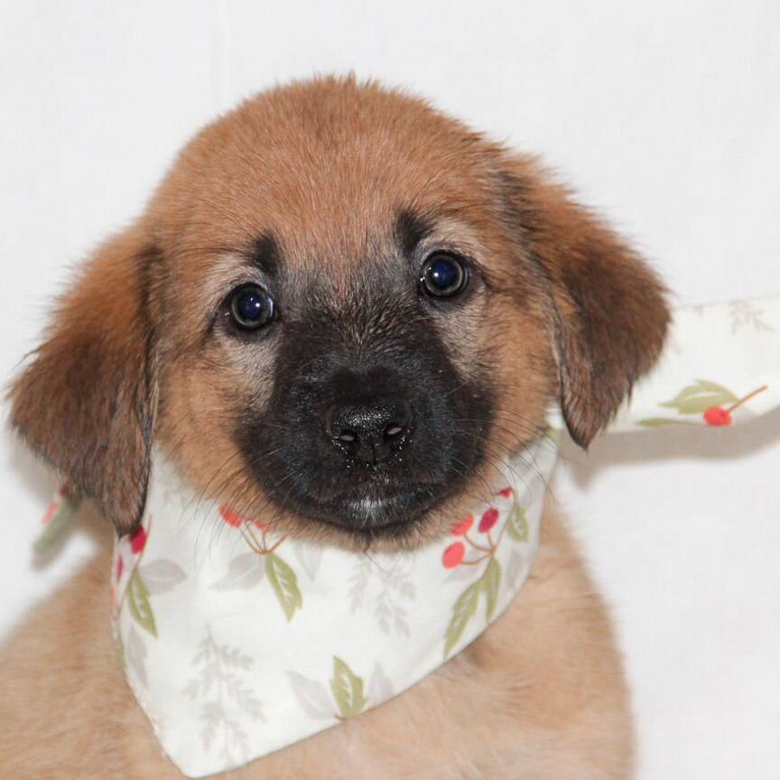 Щенки на радость в ваш дом