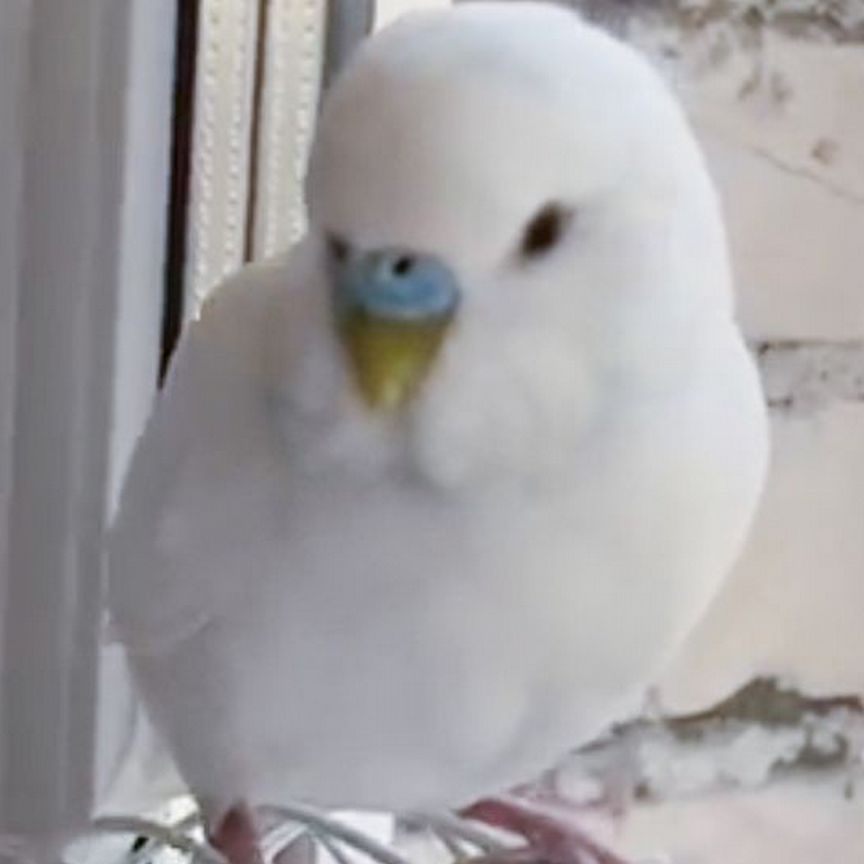 Волнистые малыши домашнего разведения