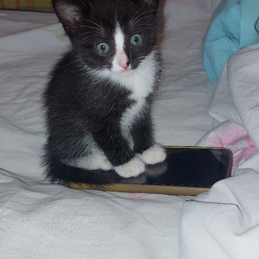 Котик 2 месяца